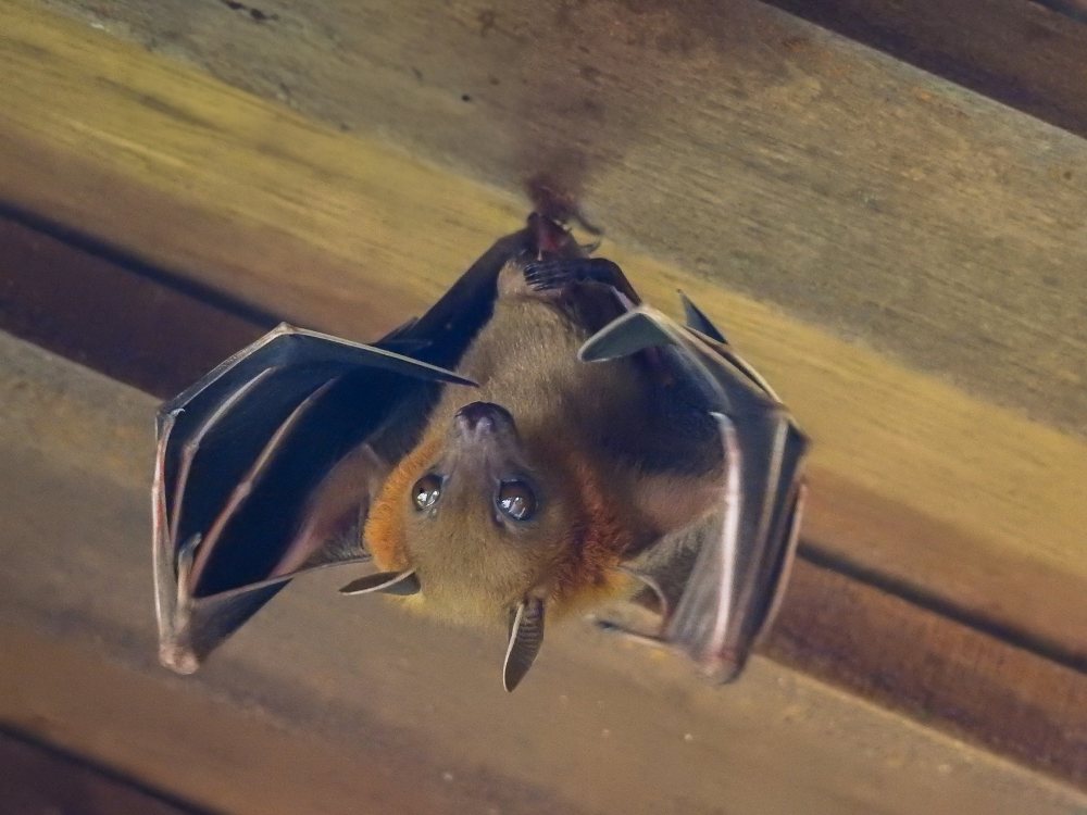 Humane Bat Control Tips and Professional Removal Guide